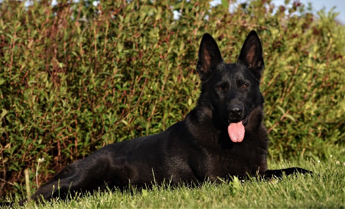 SOLD dogs :: vamoz-bohemia